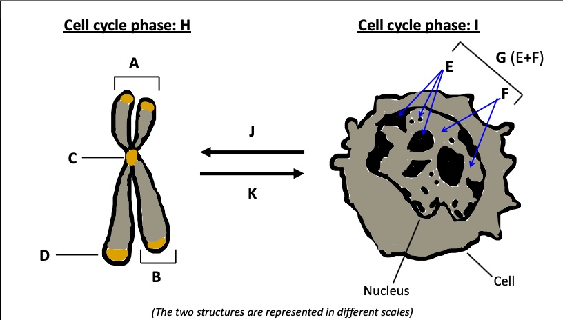 SOLVED: Cell cycle phase: H CelLcycle phase: (E+F) Cell Nucleus (The ...