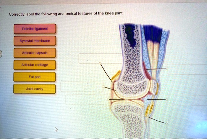 SOLVED: Correctly label the following anatomical features of the knee joint Patellar ligament ...