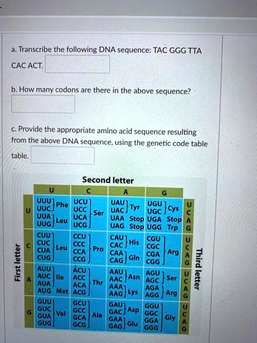 SOLVED: Transcribe the following DNA sequence: TAC GGG TTA CAC ACT How ...