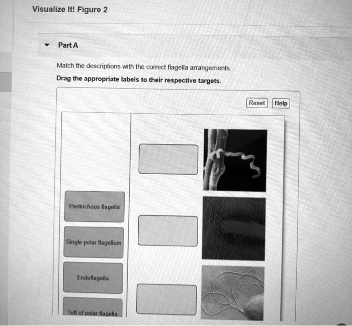 visualize it figure 2 part a match the descriptions with the correct flagella arrangements drag ...