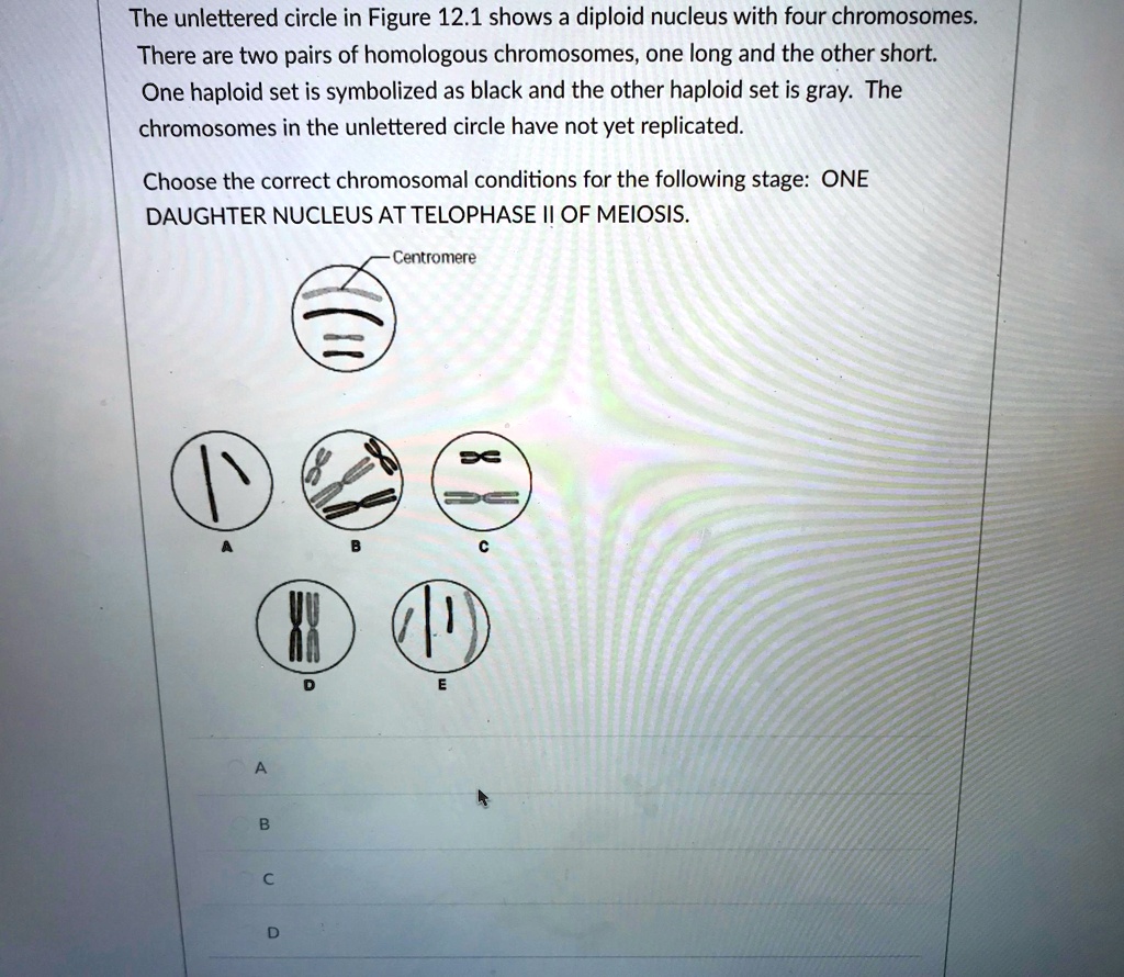 the unlettered circle in figure 121 shows a diploid nucleus with four ...