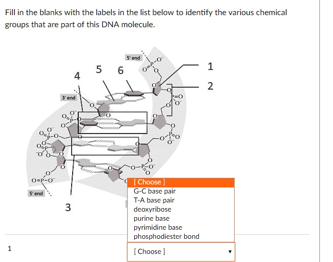 SOLVED: Fill in the blanks with the labels in the list below to ...
