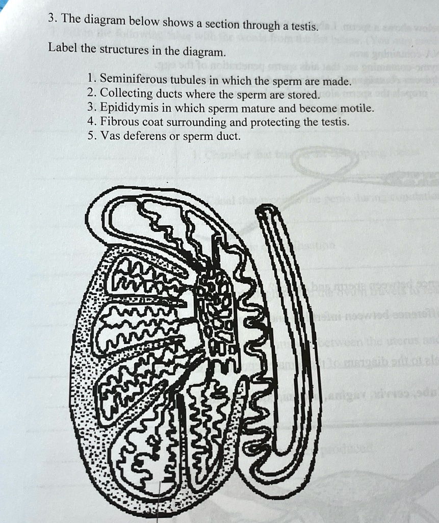 3. The diagram below shows a section through a testis. Label the ...