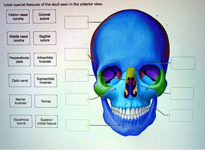 Label special features of the skull seen in the anterior view. Inferior ...