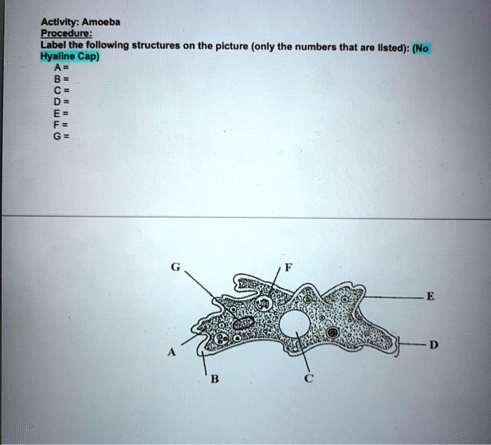 SOLVED: Actlvlty: Amoeba Procedure; Label the following structures on ... SOLVED: Actlvlty: Amoeba Procedure; Label the following structures on ...