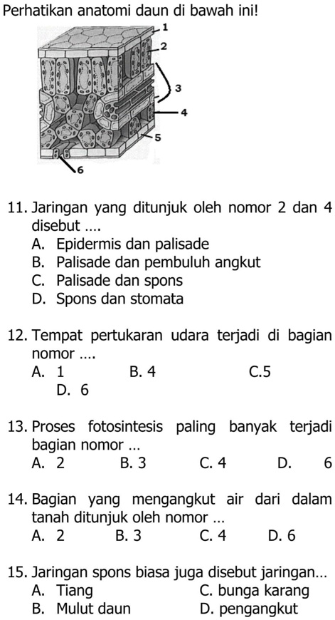 SOLVED: mohon bantuannya ya thx Perhatikan anatomi daun di bawah inil ... SOLVED: mohon bantuannya ya thx Perhatikan anatomi daun di bawah inil ...