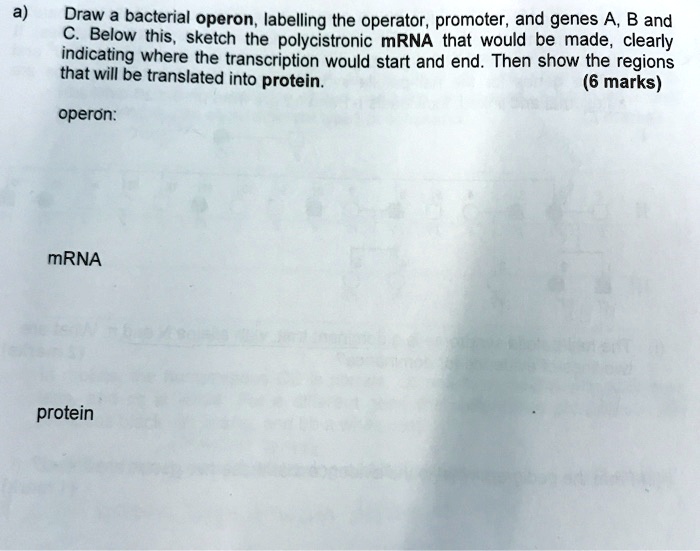SOLVED: Draw a bacterial operon, labelling the operator; promoter, and ...