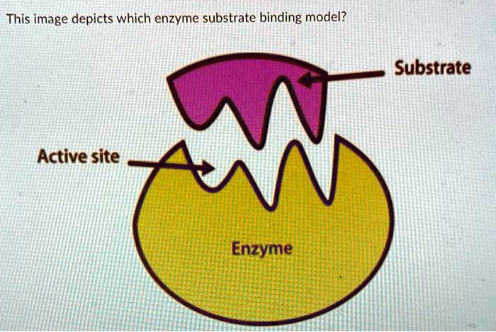 this image depicts which enzyme substrate binding model? This image ...