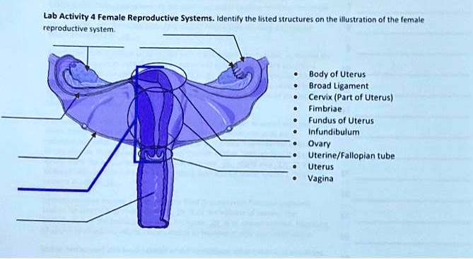 SOLVED: Lab Activity 4: Female Reproductive Systems. Identify the ...