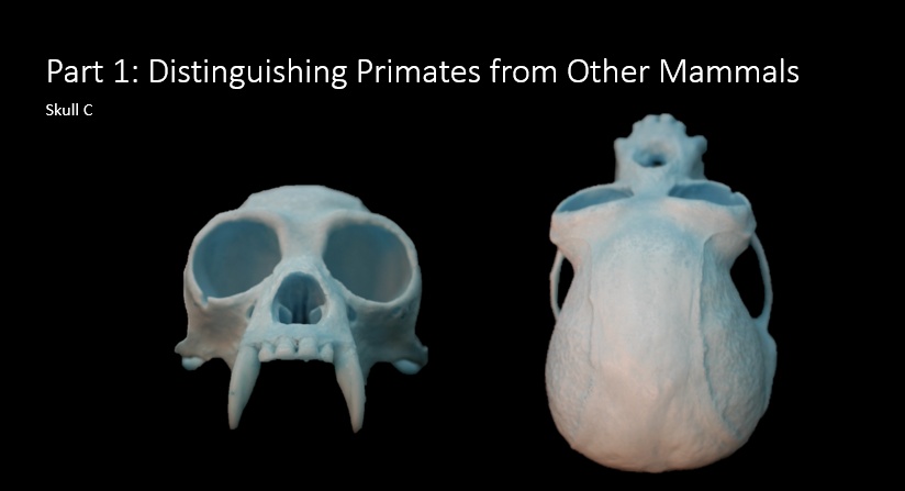 SOLVED: Part 1: Distinguishing Primates from Other Mammals Skull