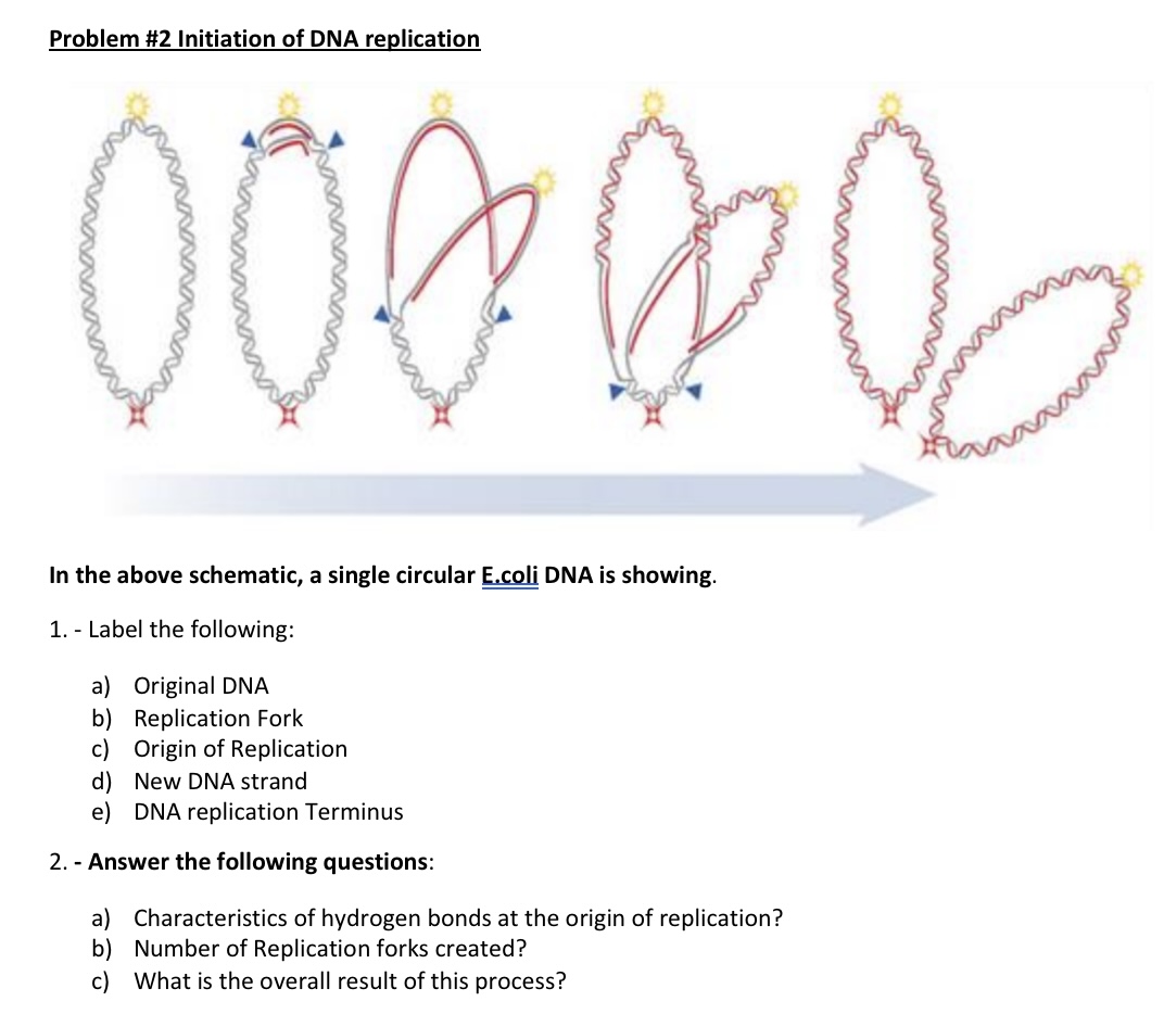 Problem 2 Initiation Of Dna Replication In The Above Schematic A