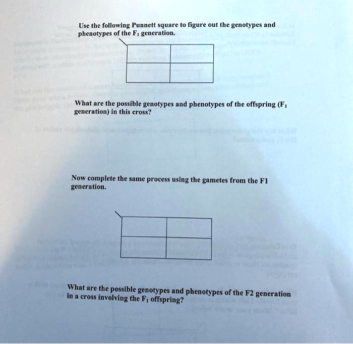 use the following punnett square to figure out the genotypes and ...