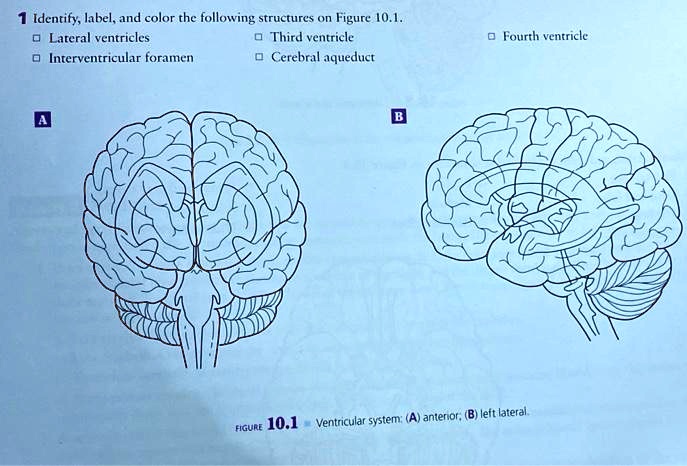 1 Identify, label, and color the following structures on Figure 10.1 ...