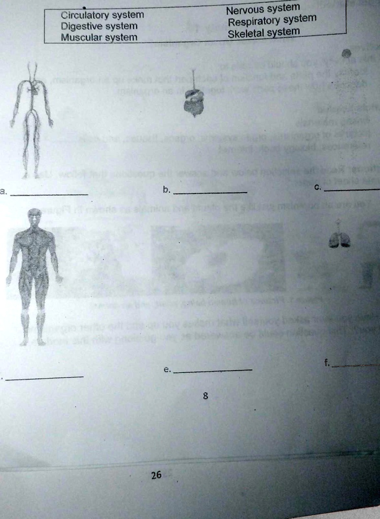 Circulatory system Digestive system Muscular system Nervous system ...