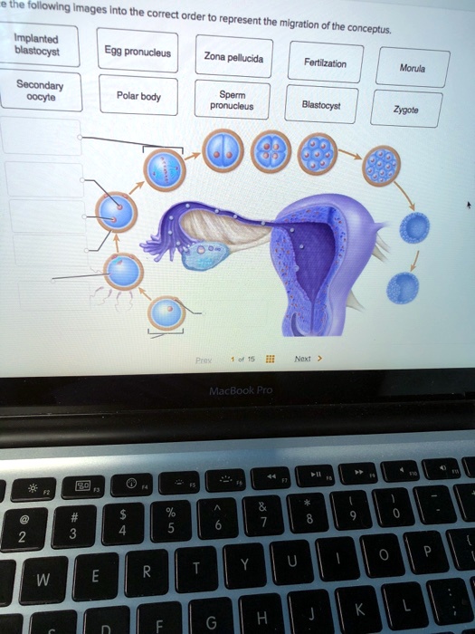 e the following images into the correct order to represent the ...