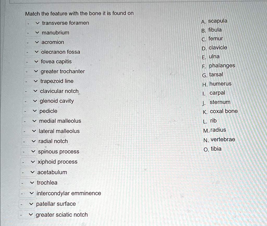 VIDEO solution: Match the feature with the bone it is found on: v ...