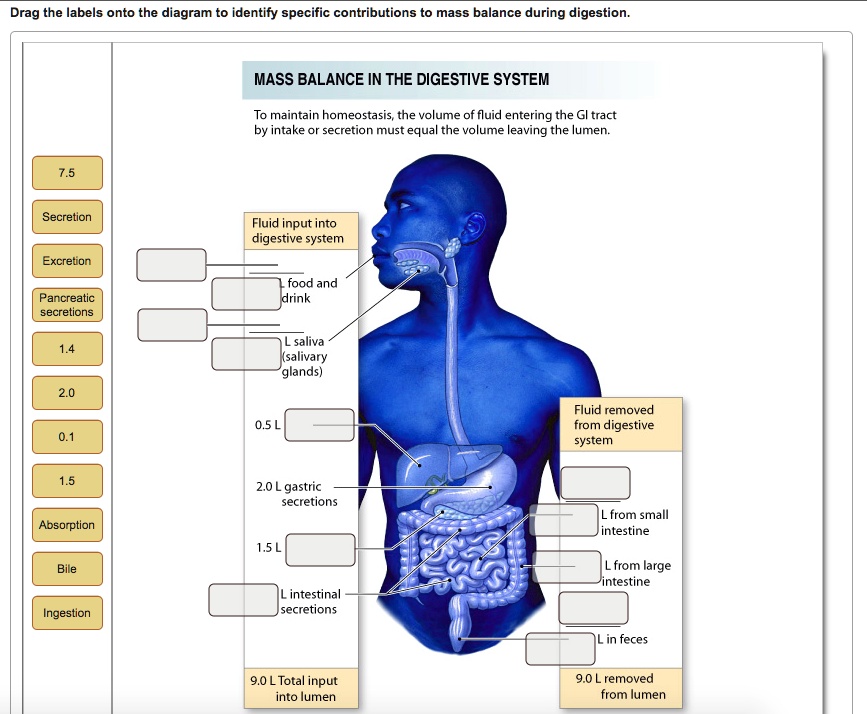 [GET ANSWER] Drag the labels onto the diagram to identify specific contributions to mass balance ...