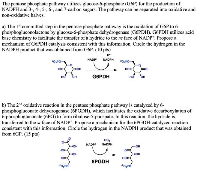 SOLVED: The pentose phosphate pathway utilizes glucose-6-phosphate (G6P ...