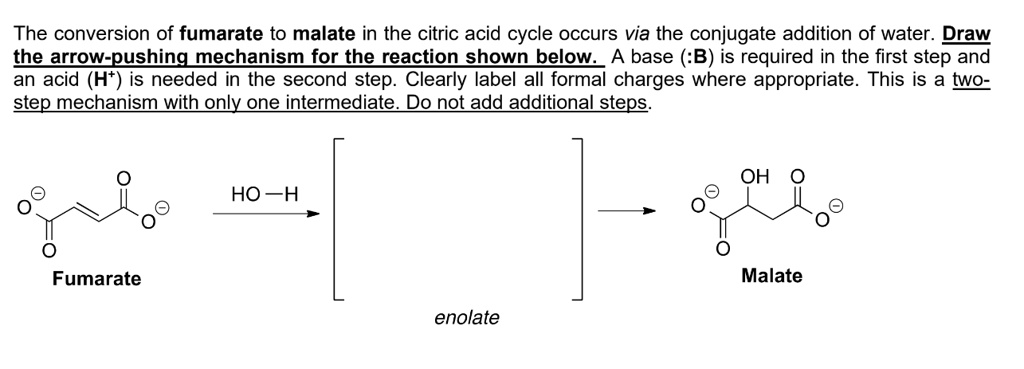 the conversion of fumarate to malate in the citric acid cycle occurs ...