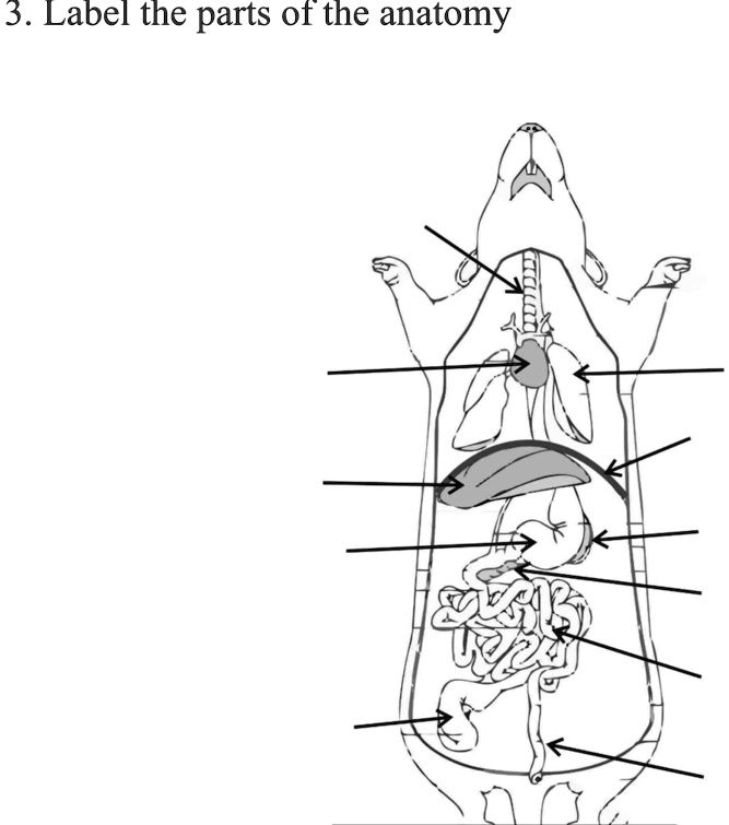 Label the parts of the anatomy 3. Label the parts of the anatomy