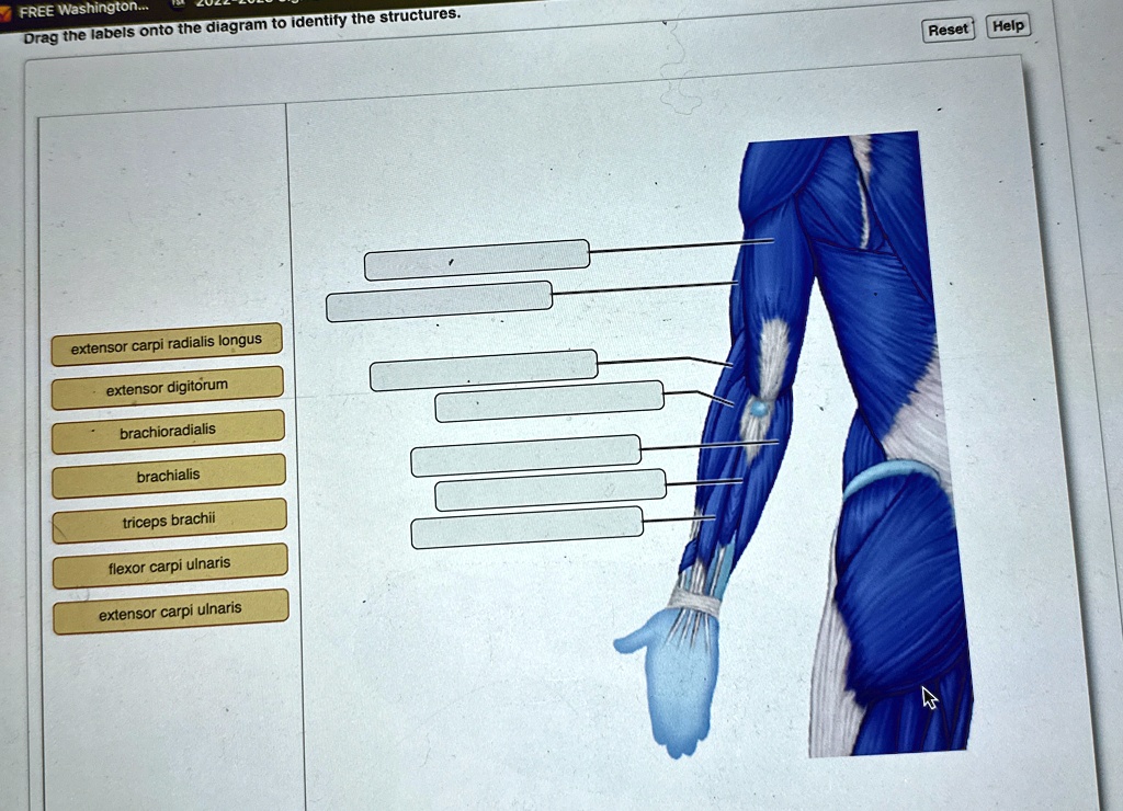 Drag the labels onto the diagram to identify the structures. extensor ...