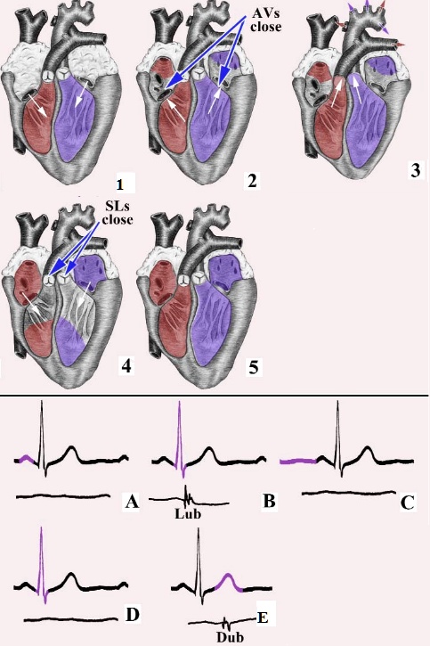 Shown below at the top of the image (1-5) is the cardiac cycle in order ...