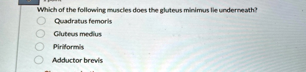 Which of the following muscles does the gluteus minimus lie underneath ...