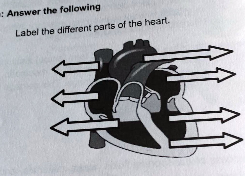 SOLVED: 'Label the different parts of the heart. pa help po : Answer ...
