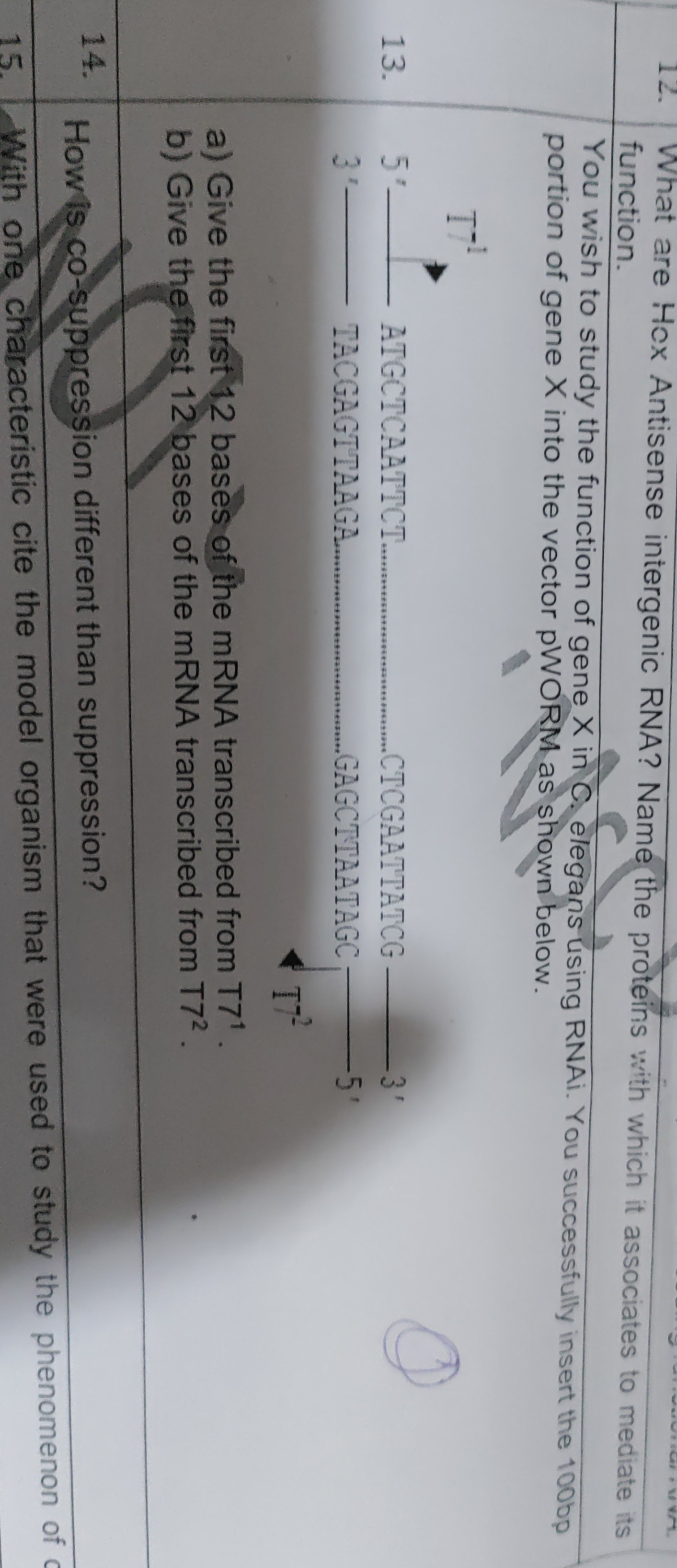 SOLVED: 12. What are Hox Antisense intergenic RNA? Name the proteins ...