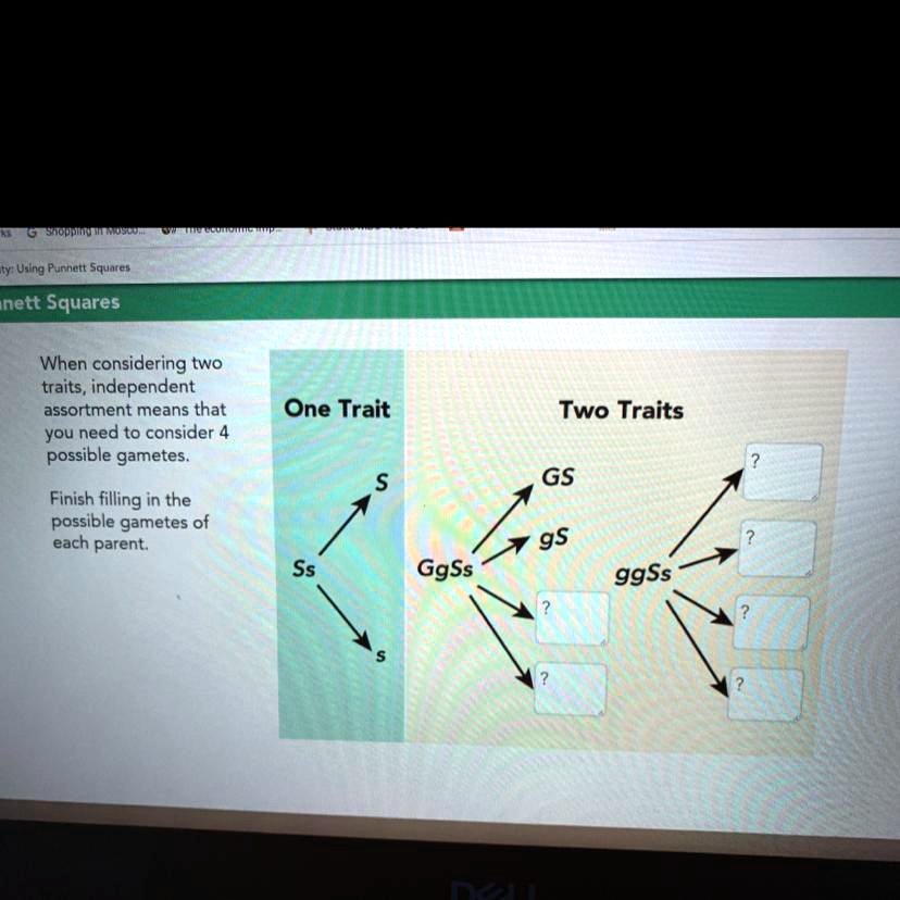 SOLVED: Need help immediately please!!! Using Punnett Squares Punnett ...