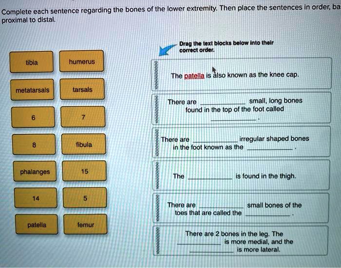 complete each sentence regarding the bones of the lower extremity then ...
