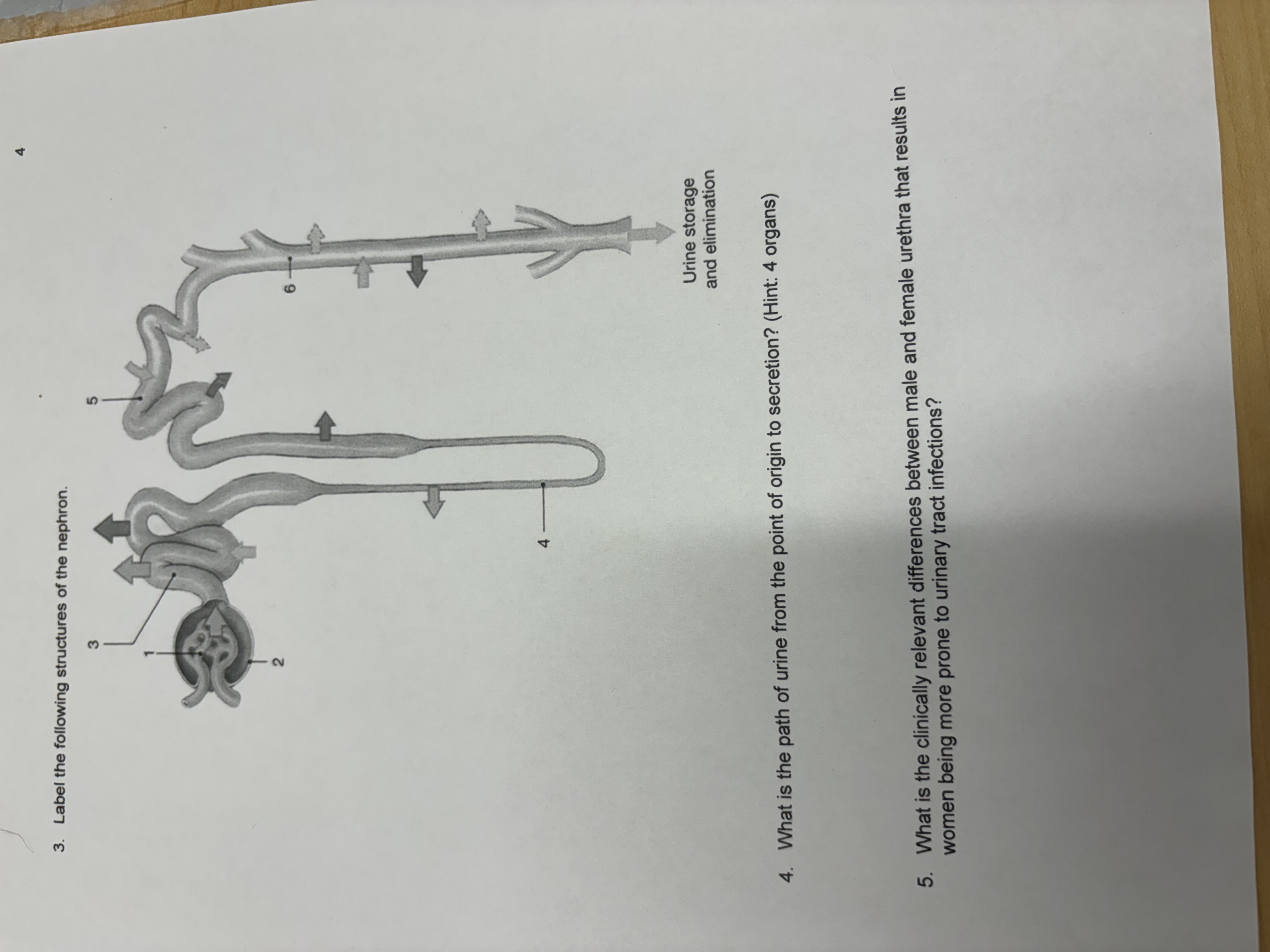 4 3. Label the following structures of the nephron. 4. What is the path ...