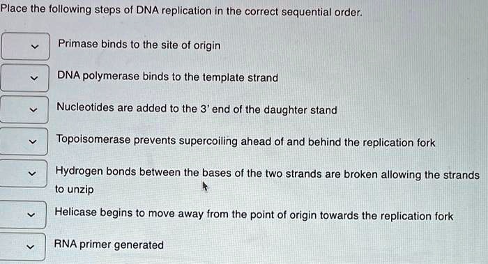 SOLVED: Place the following steps of DNA replication in the correct sequential order: Primase ...