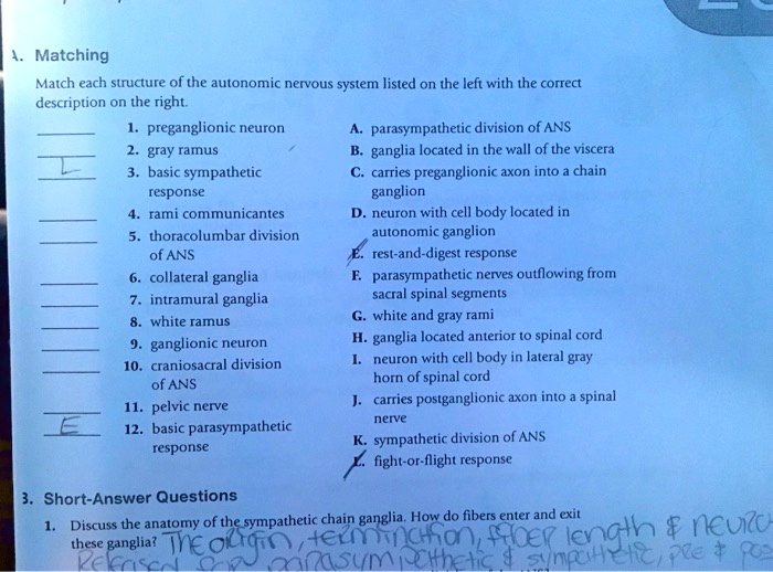 A. Matching Match each structure of the autonomic nervous system listed ...