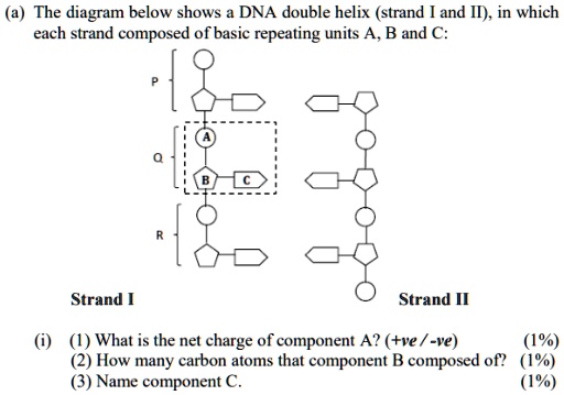 (a) The diagram below shows a DNA double helix (strand I and II), in which each strand composed ...