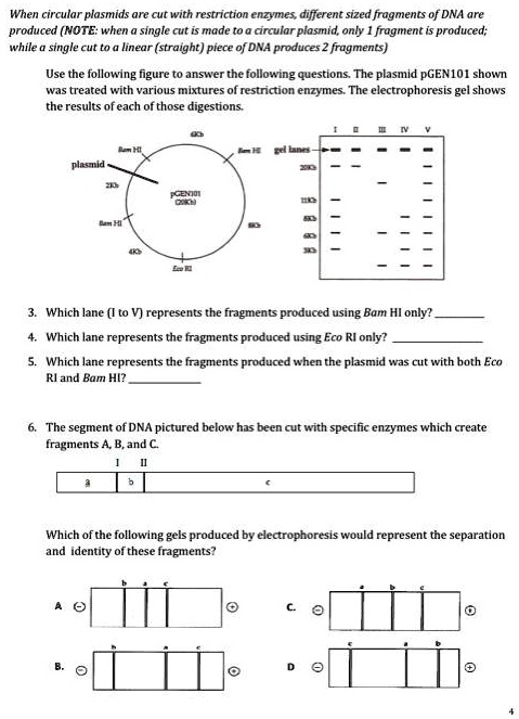 When circular plasmids are cut with restriction enzymes, different ...