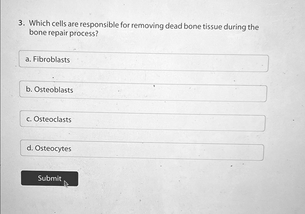 Bone Cellsosteoblasts Osteocytes And Osteoclasts