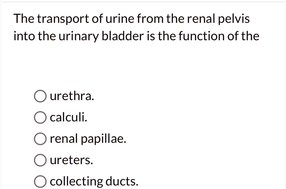 the transport of urine from the renal pelvis into the urinary bladder ...