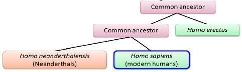 Homo neanderthalensis (Neanderthals) Common ancestor Common ancestor ...