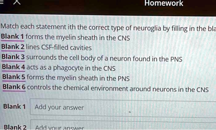 Homework Match each statement ith the correct type of neuroglia by ...