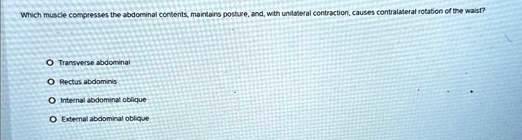 Which muscle compresses the abdominal contents, maintains posture, and ...