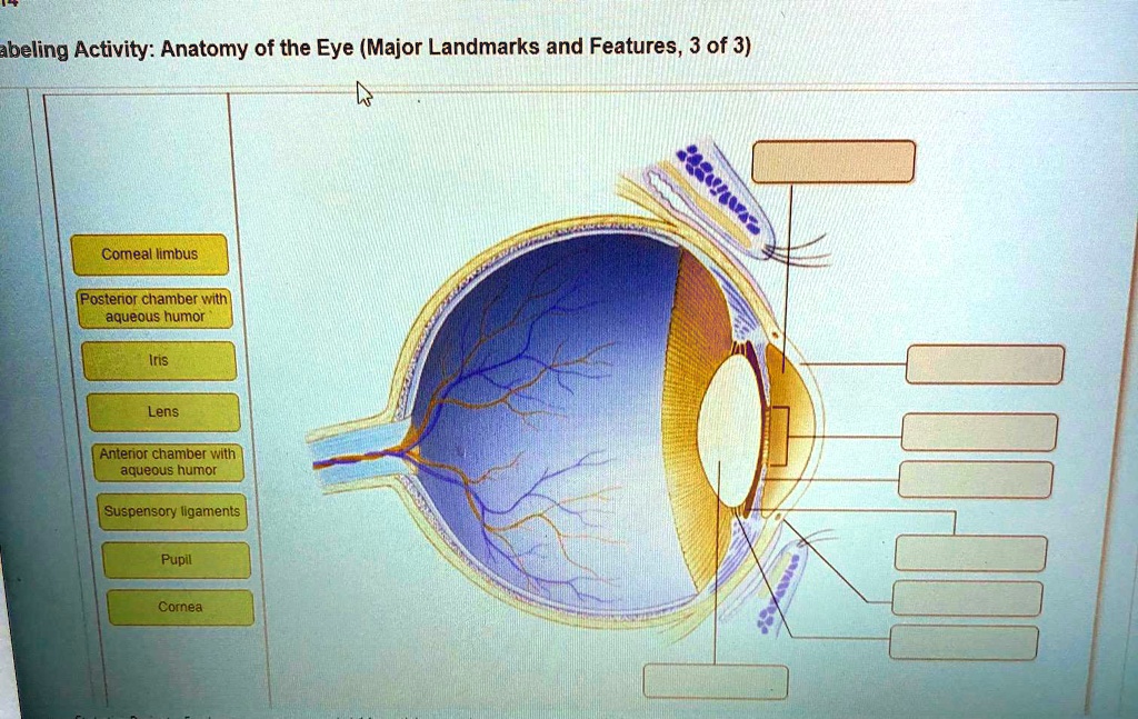 abeling Activity: Anatomy of the Eye (Major Landmarks and Features, 3 ...