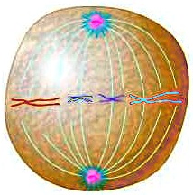 which phase of cell division is shown in this visual a metaphase of ...