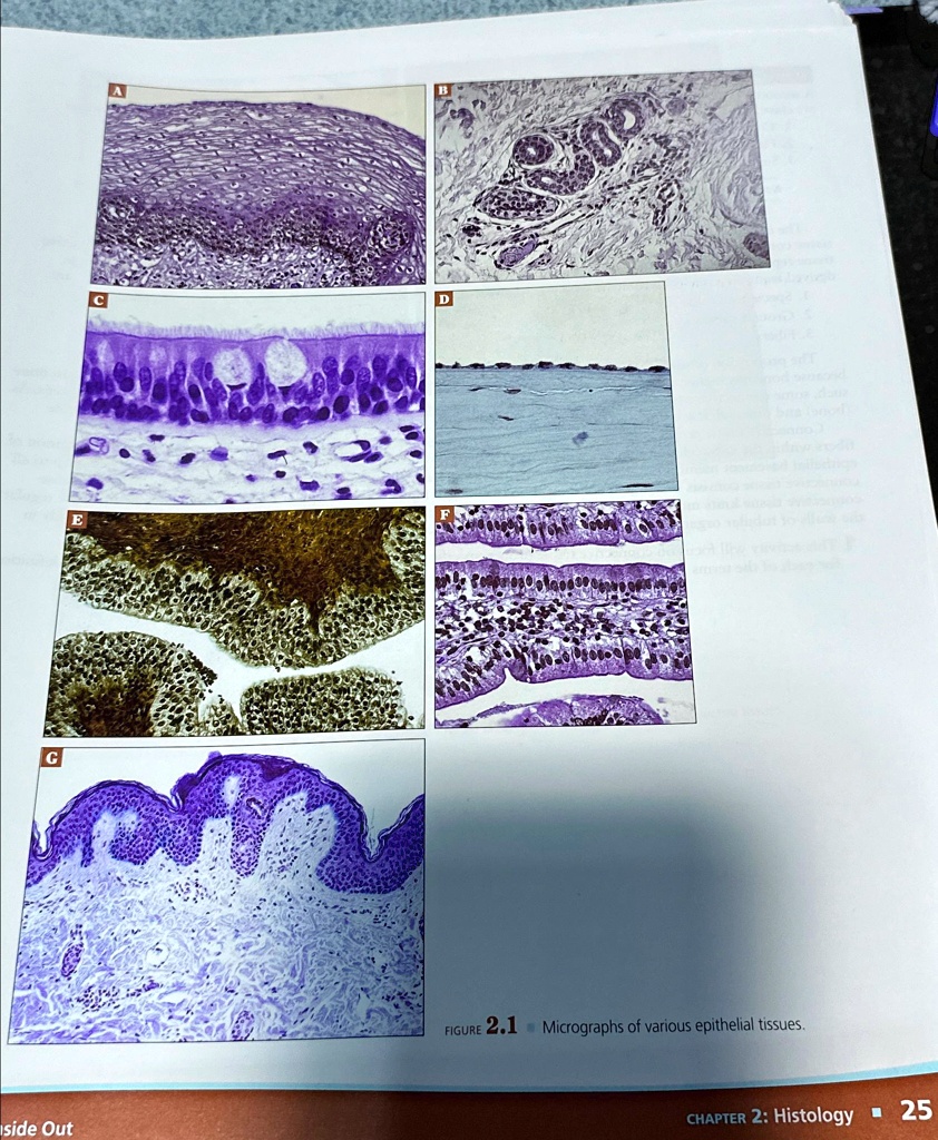 FIGURE 2.1 Micrographs of various epithelial tissues.