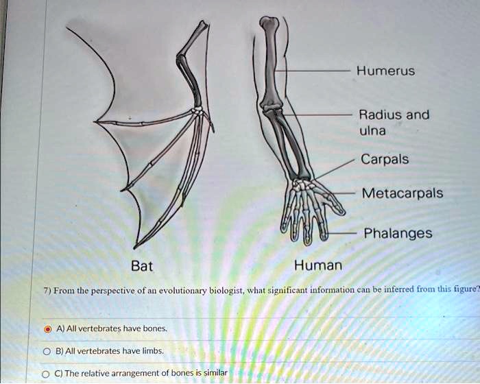 Bat Human Humerus Radius and ulna Carpals Metacarpals Phalanges 7) From ...