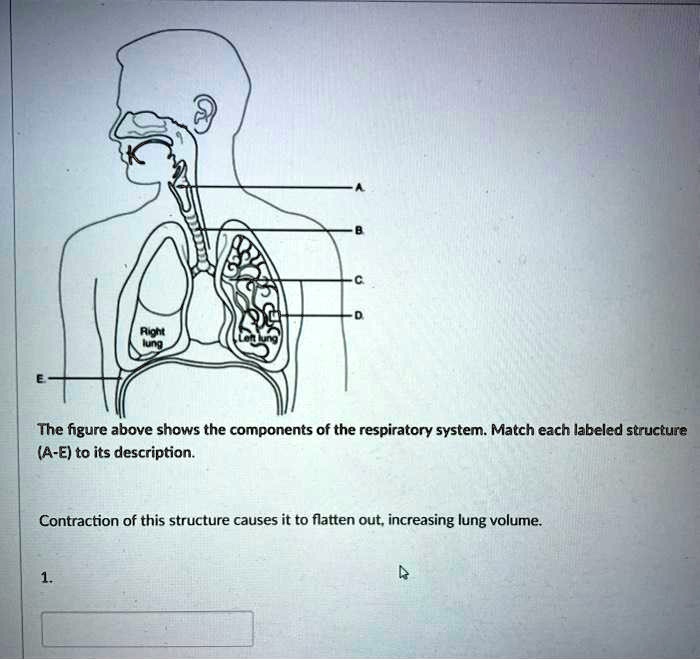 the figure above shows the components of the respiratory system match ...