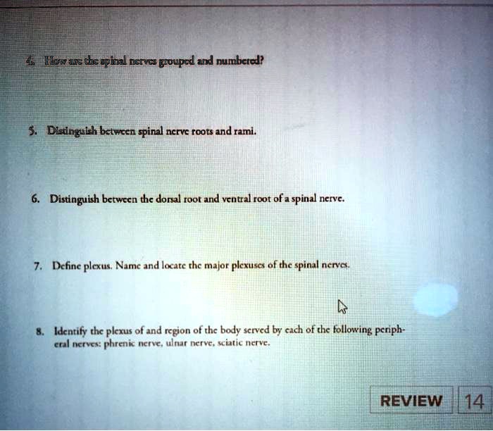 SOLVED: How are the spinal nerves grouped and numbered? 5. Distinguish ...