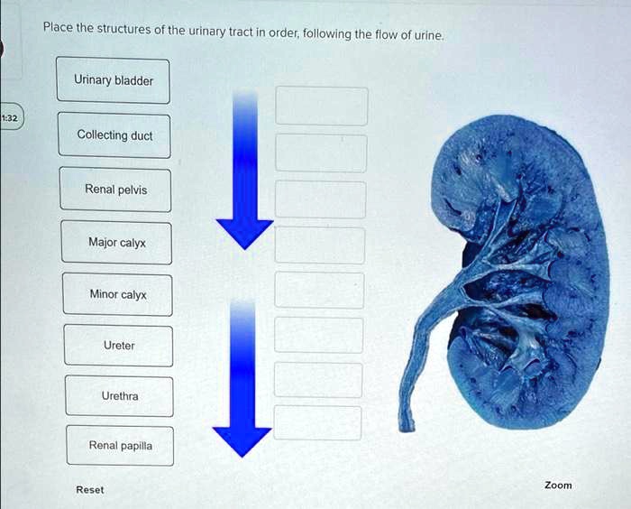 place the structures of the urinary tract in order following the flow ...