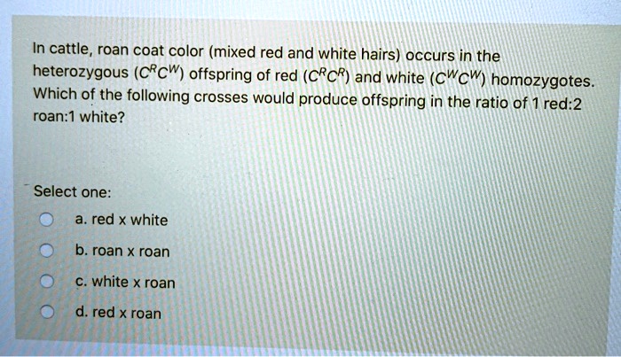 SOLVED: In cattle, roan coat color (mixed red and white hairs) occurs ...