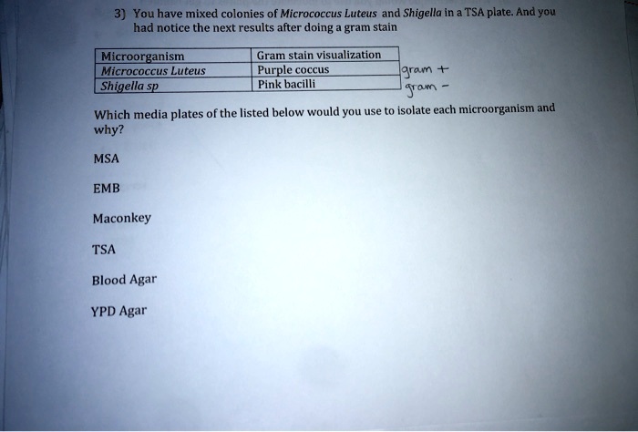 SOLVED: 3 You have mixed colonies of Micrococcus Luteus and Shigella in ...